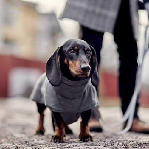 Hurtta Deutschland - offizieller Webshop für Hurtta Hundeartikel
