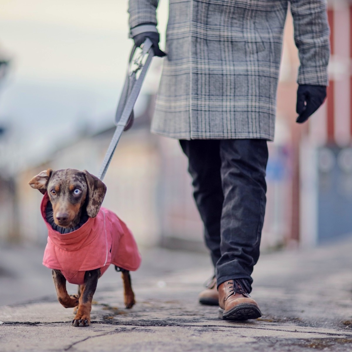 Hurtta Expedition Parka II Strawberry – Warme Hundejacke
