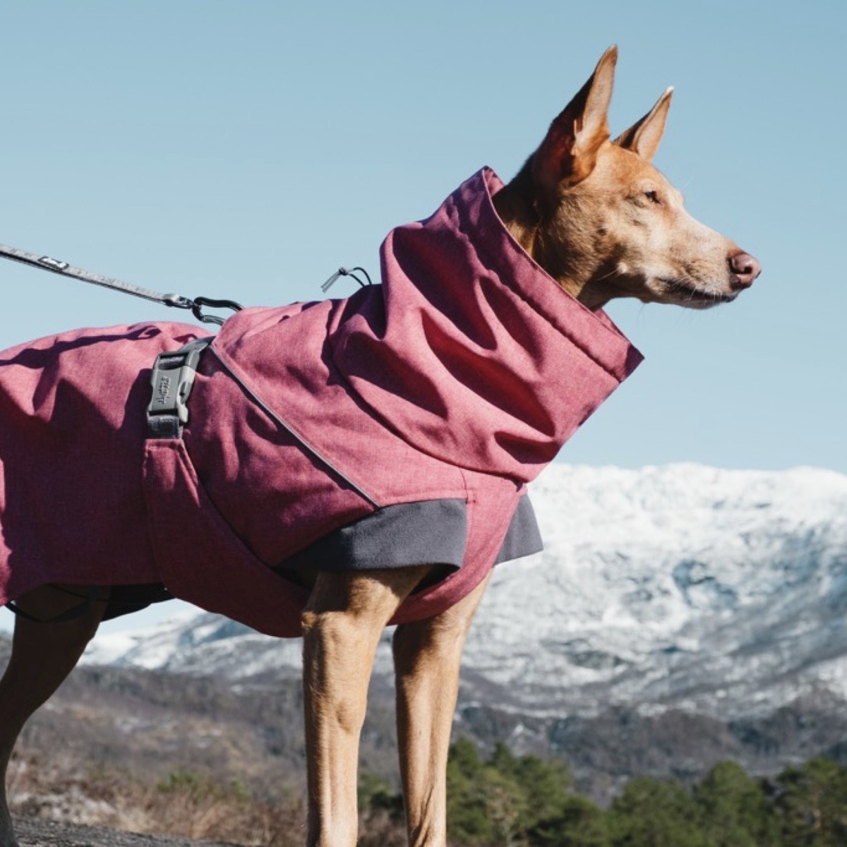 Hurtta Expedition Parka beetroot | Hundejacke für kalte Tage