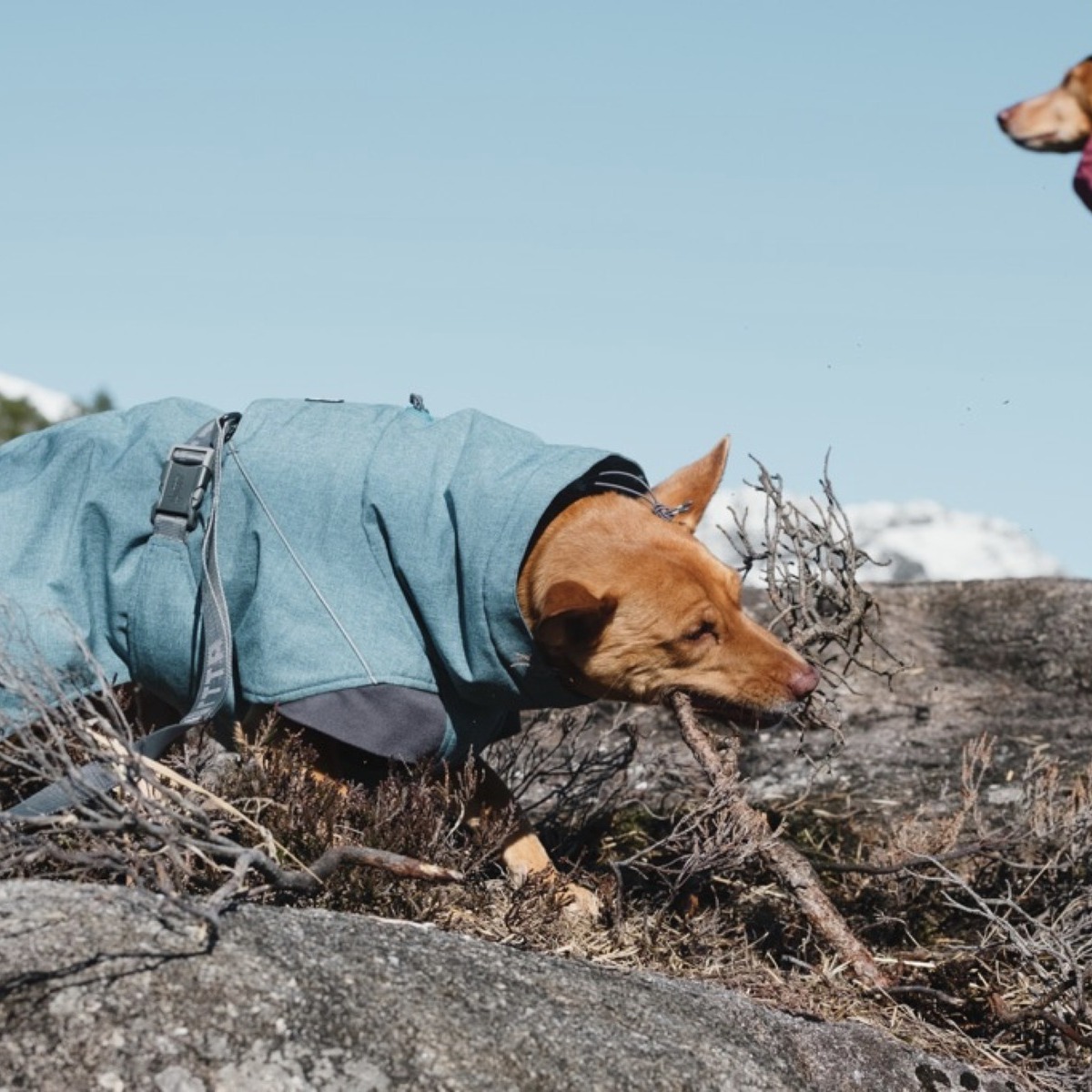 Hurtta Expedition Parka Hundejacke Blau | Kälteschutz