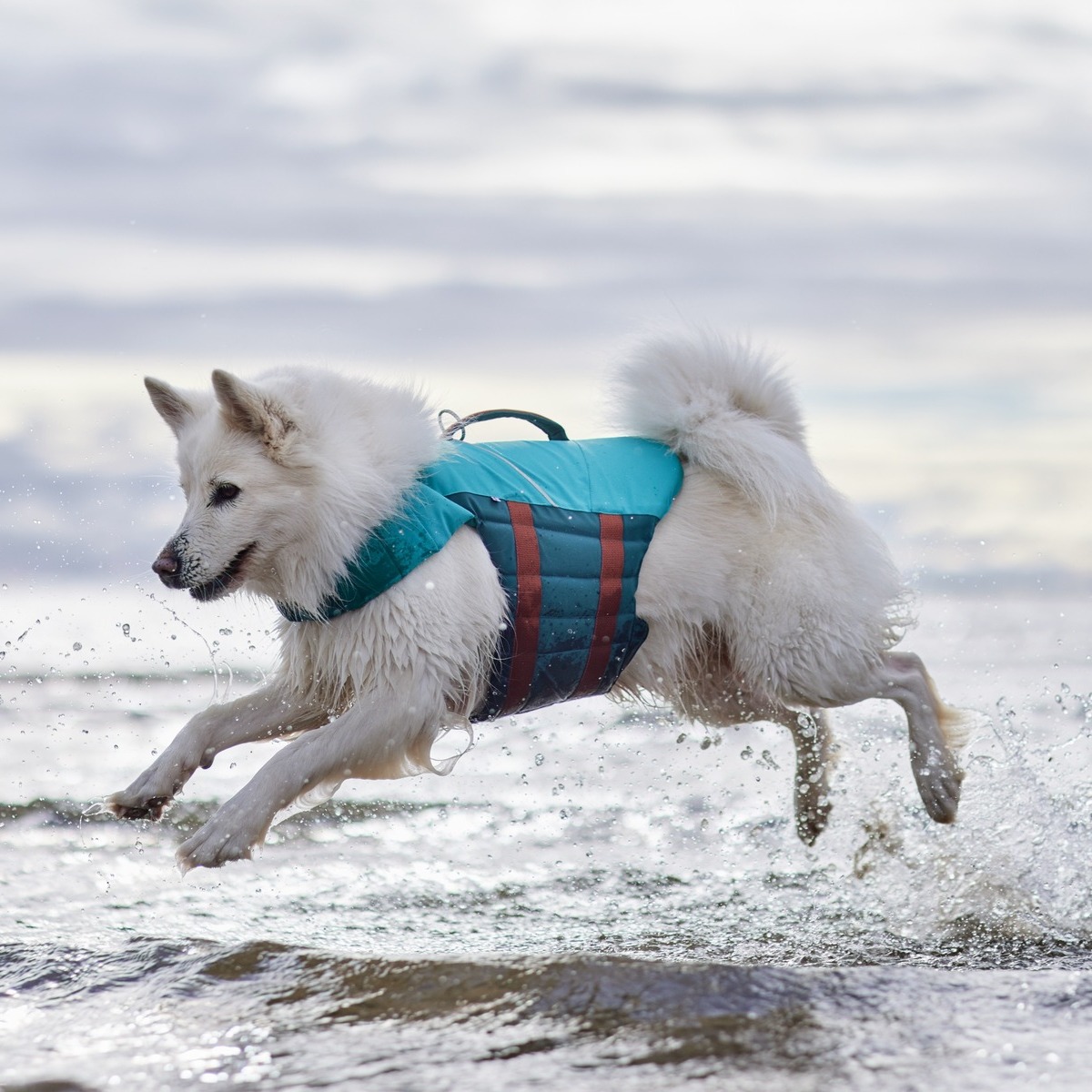 Hurtta Schwimmweste ECO: Sicher & Nachhaltig | Hurtta