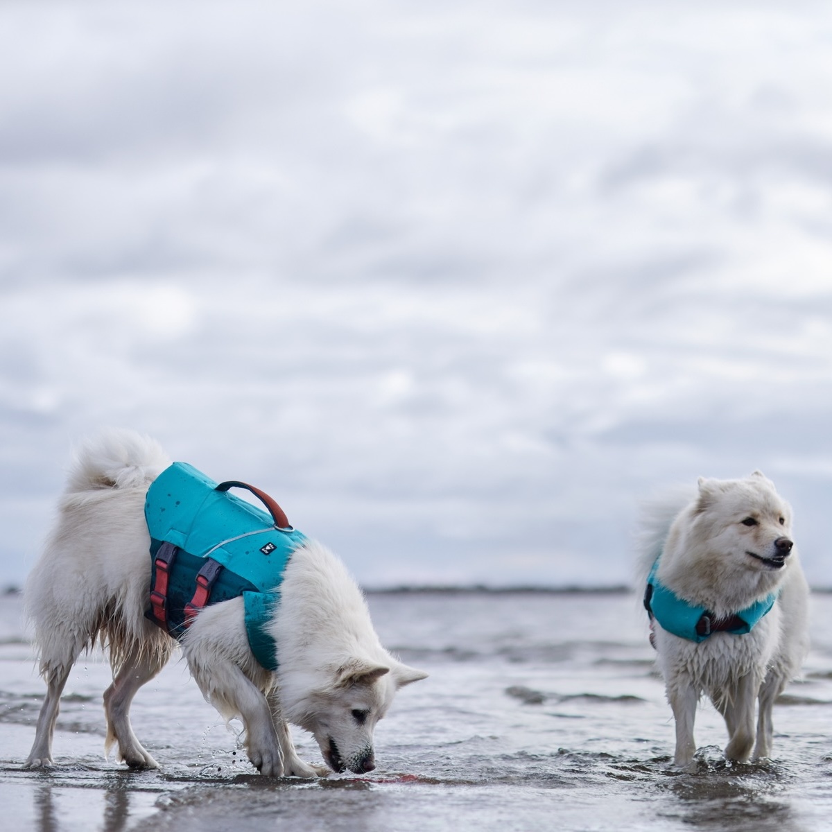 Hurtta Schwimmweste ECO: Sicher & Nachhaltig | Hurtta