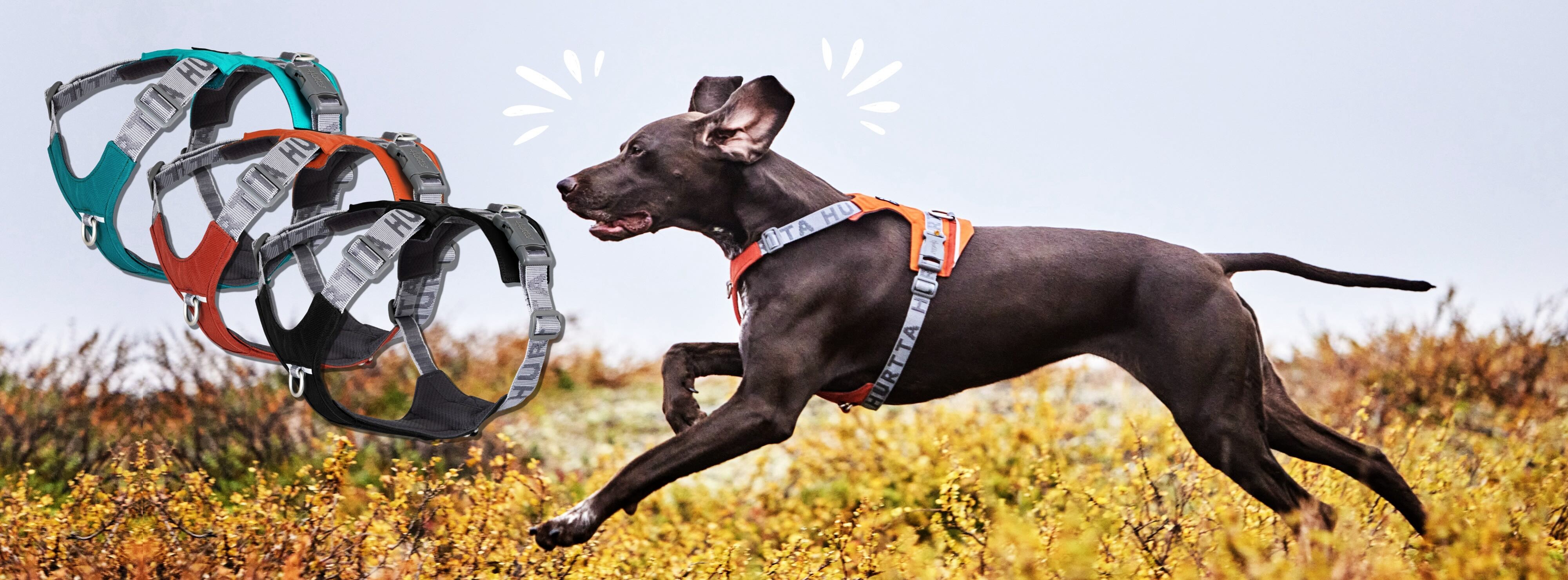 Hurtta Deutschland - offizieller Webshop für Hurtta Hundeartikel